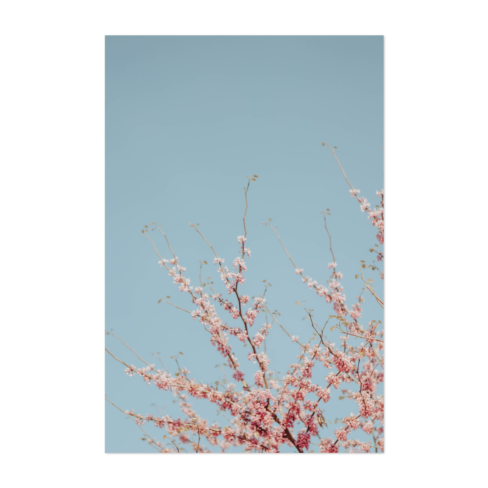 Cherry Blossom Tree - Visalia California Photography Unframed Wall Art Print 16 x 24 inches ...