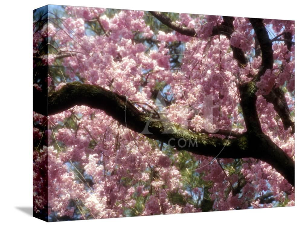 Cherry Blossom Tree in Bloom, Tokyo, Japan, Botanical Stretched Canvas ...