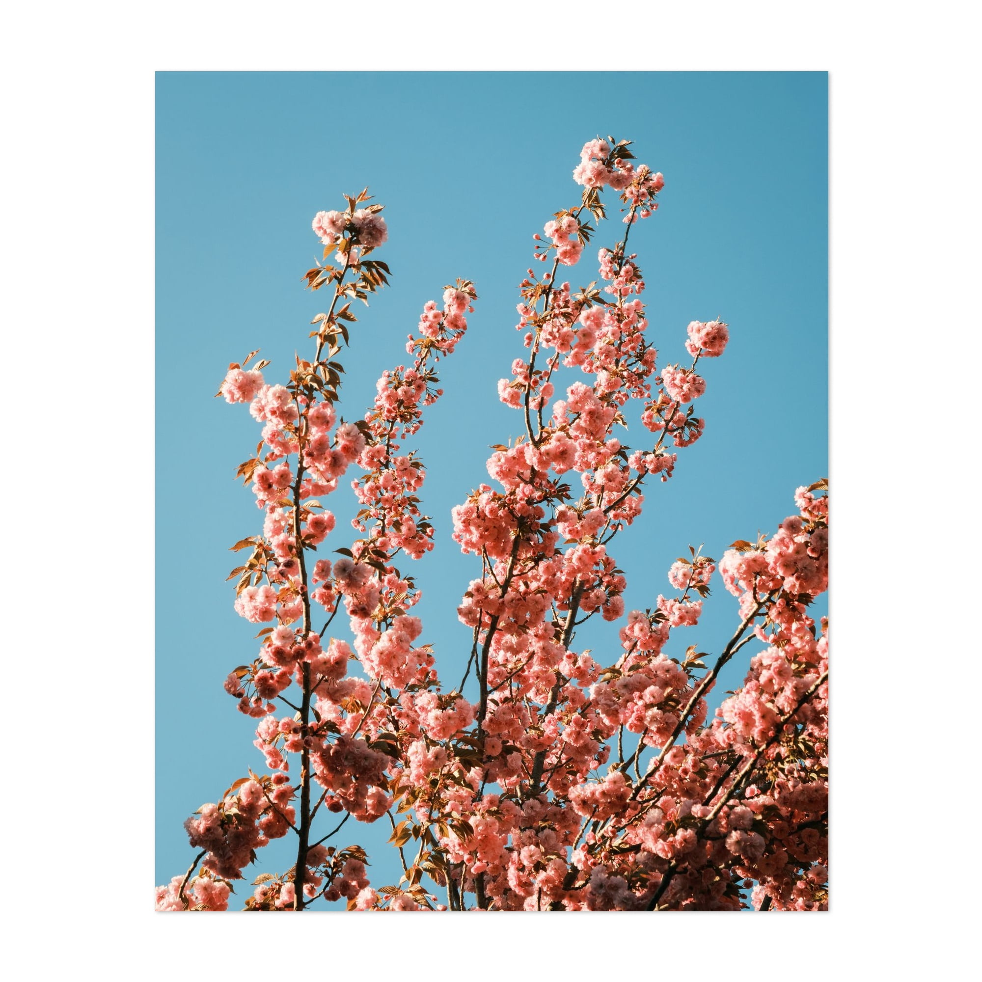Cherry Blossoms in Cape May - Cape May New Jersey Photography Cherry ...