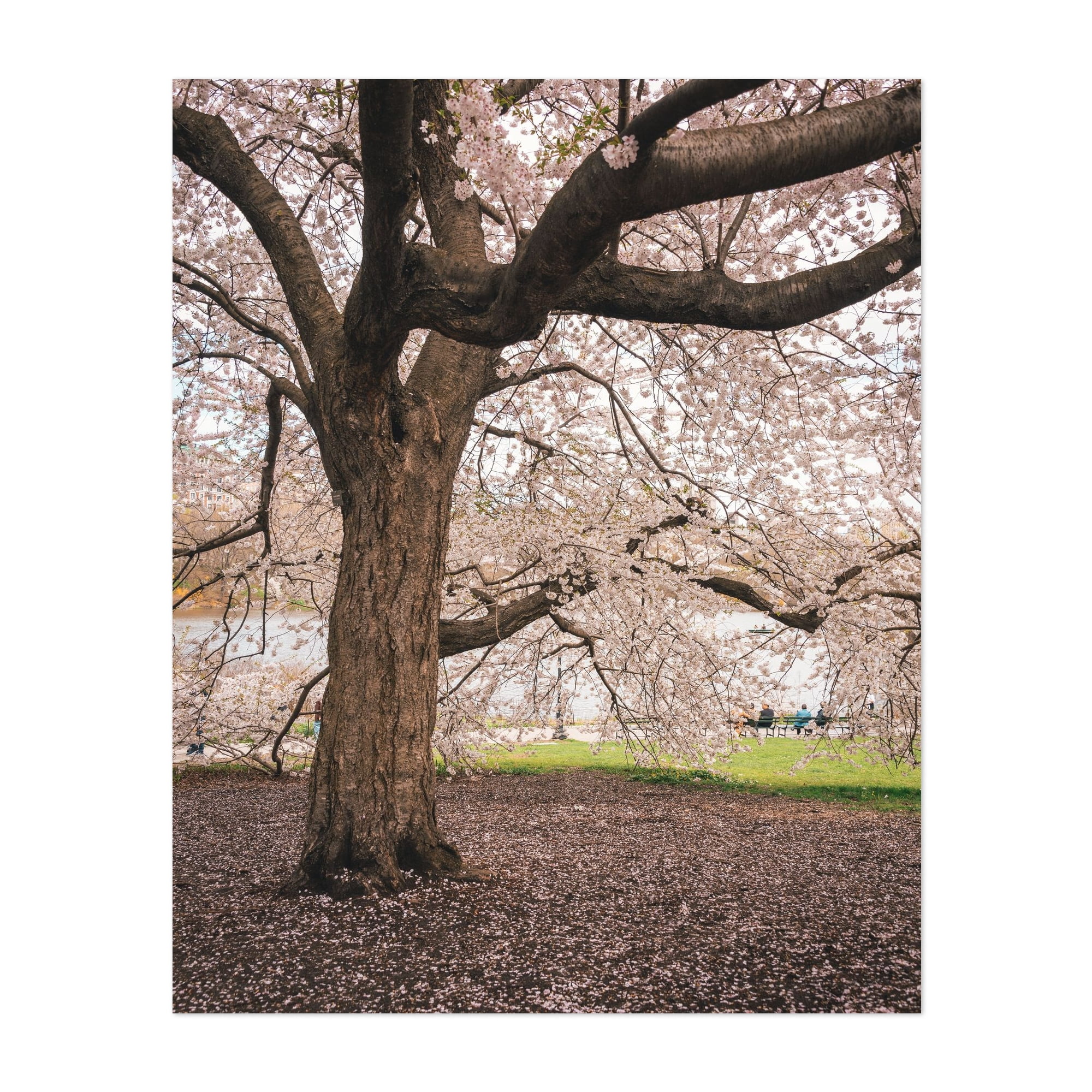 Cherry Blossoms, Central Park 01 - Manhattan New York Photography ...
