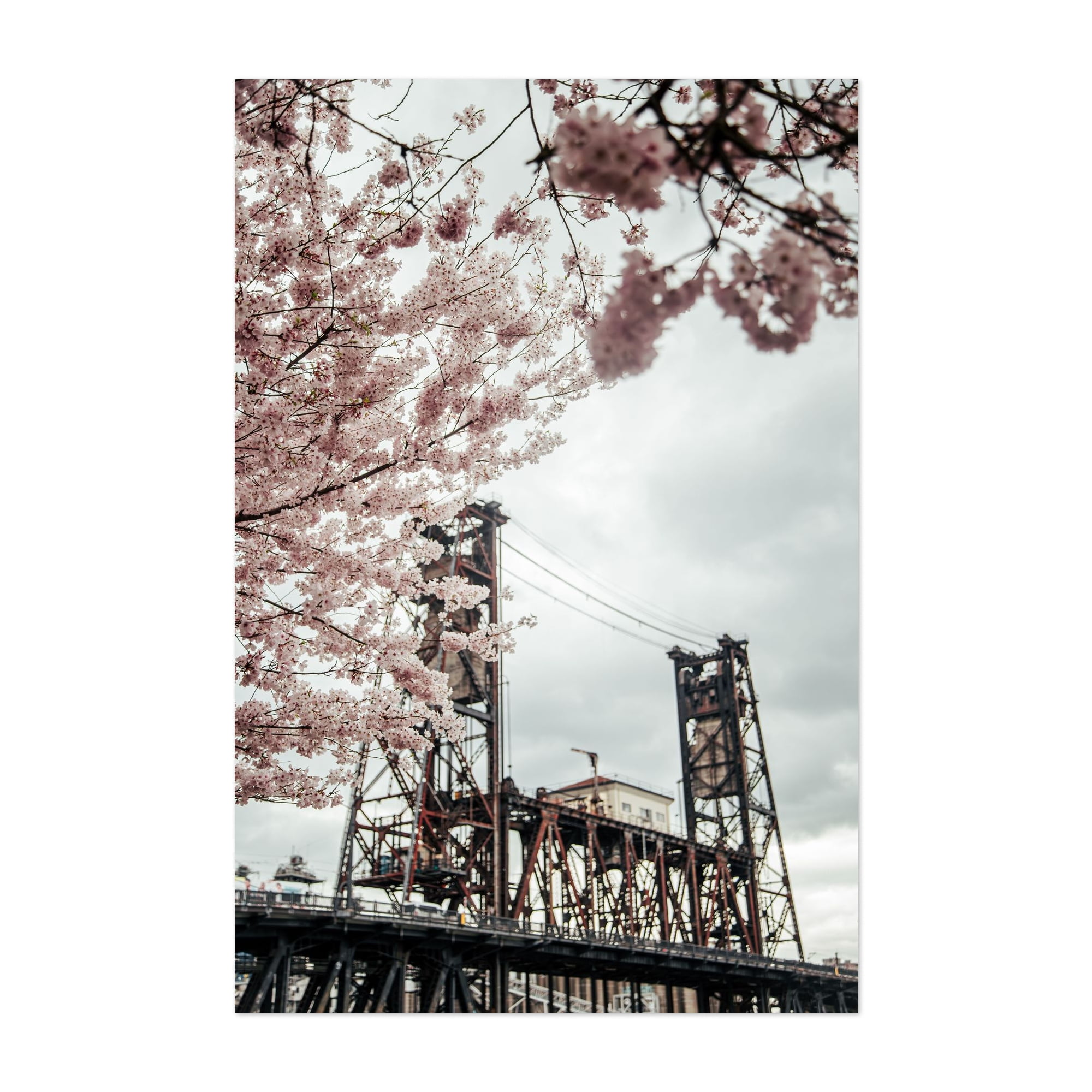 Cherry Blossoms Steel Bridge Portland Oregon - Portland Oregon ...