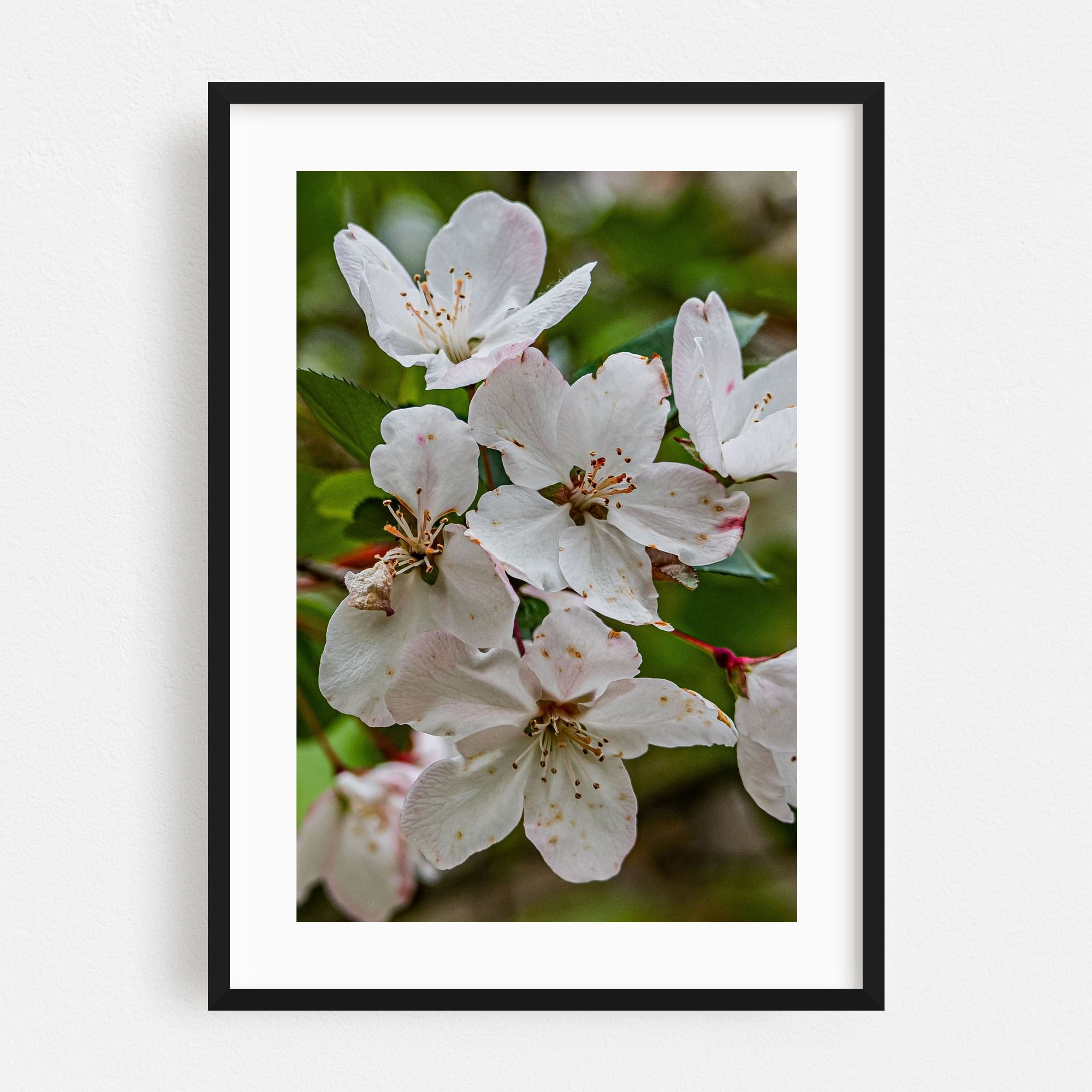 Cherry Blossoms - York Pennsylvania Photography Flowers Cherry Blossoms ...