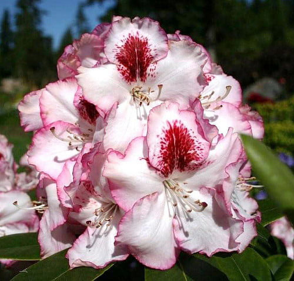 Cherry Cheesecake Rhododendron - 4" Pot - Walmart.com