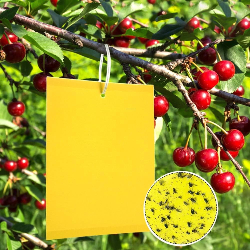 Cherry Fly Trap, Gnat Repelling Double Sided Sticky Paper, Yellow ...