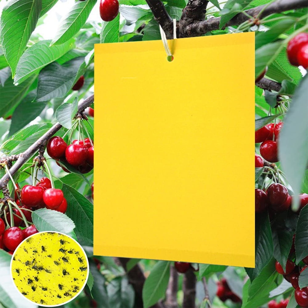 Cherry Fly Trap, Gnat Repelling Double Sided Sticky Paper, Yellow ...