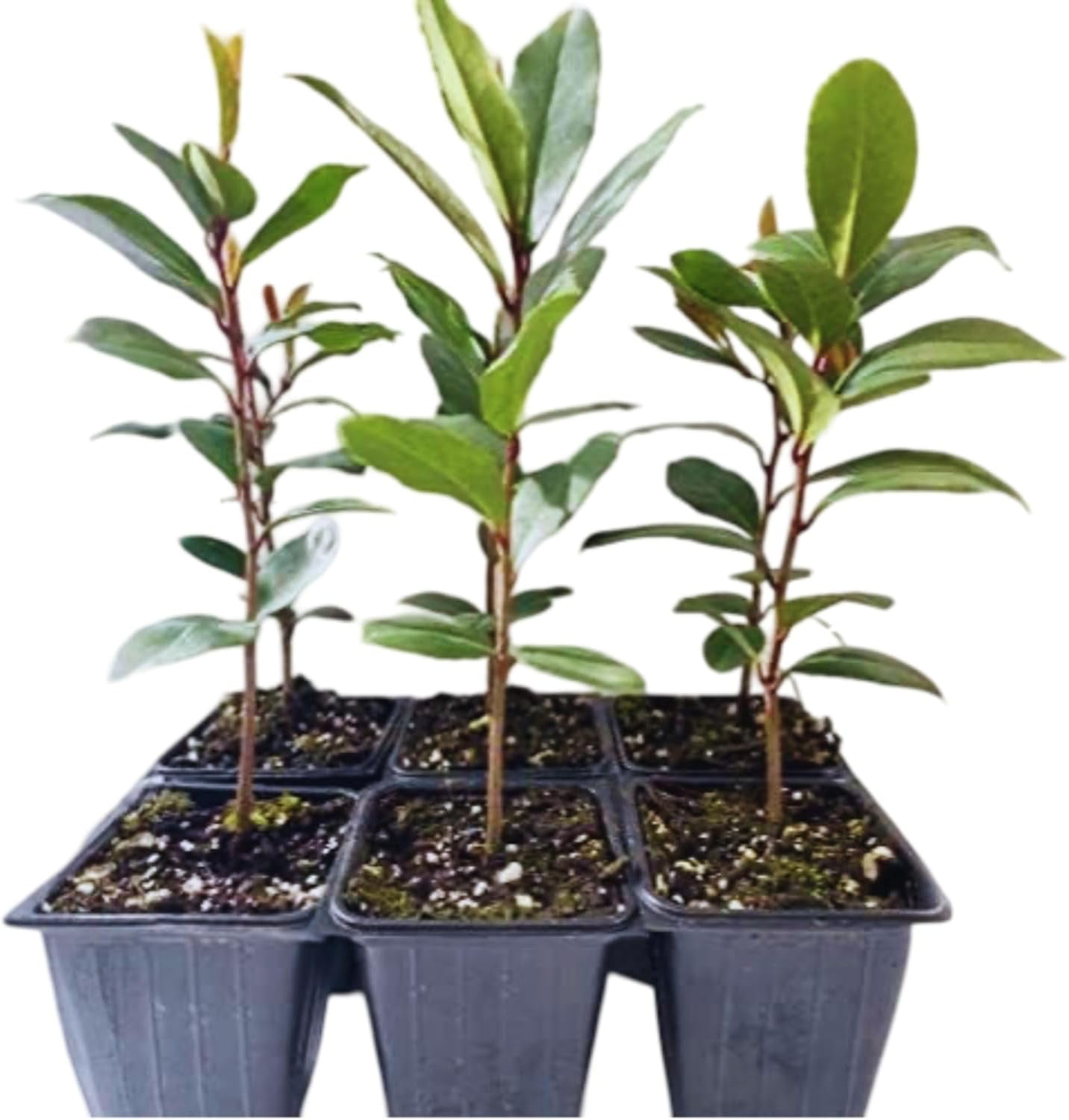 2 Carolina Cherry Laurels, Live Plants (Prunus Caroliniana) – Vibrant ...
