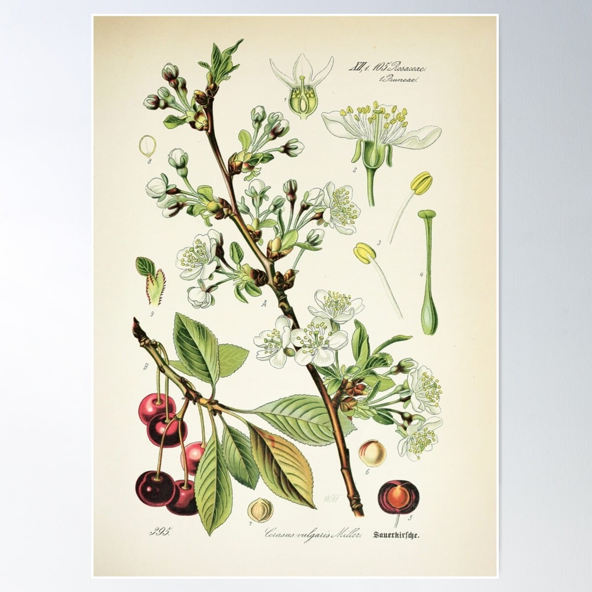 Cherry Life Cycle Poster, 18x24 UNFRAMED - Walmart.com