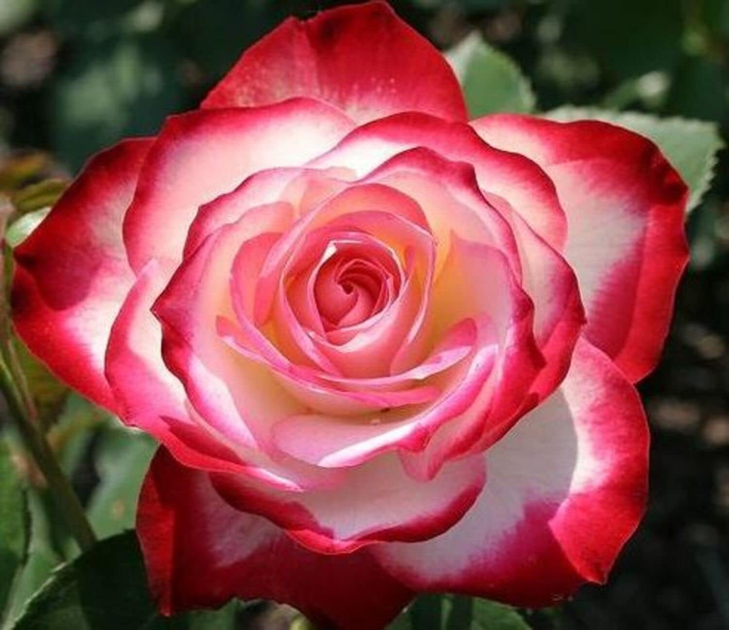 Cherry Parfait Rose Bush - 3 Live Starter Plants in 4 Inch Pots ...