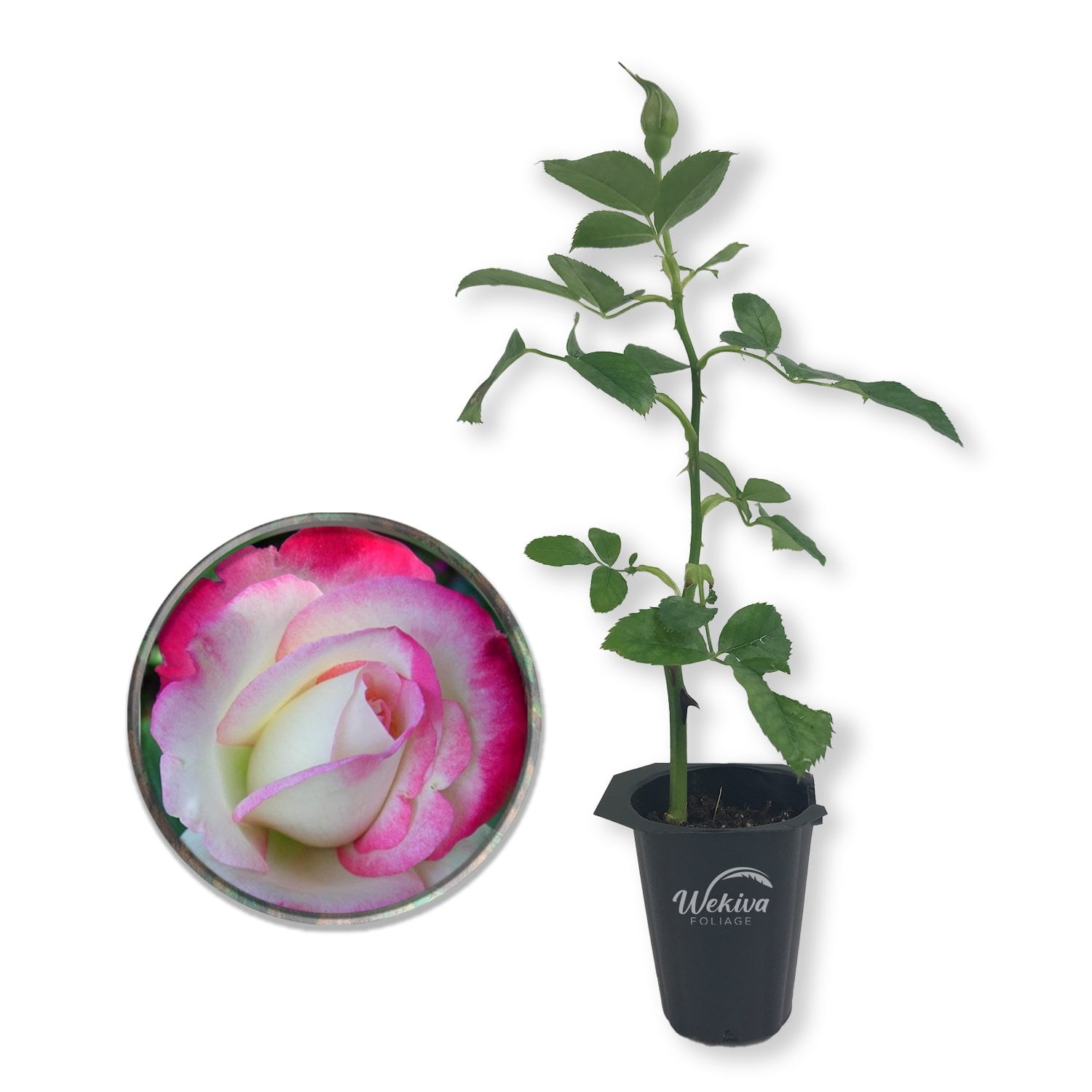 Cherry Parfait Rose Bush - Live Starter Plant in a 2 Inch Pot ...