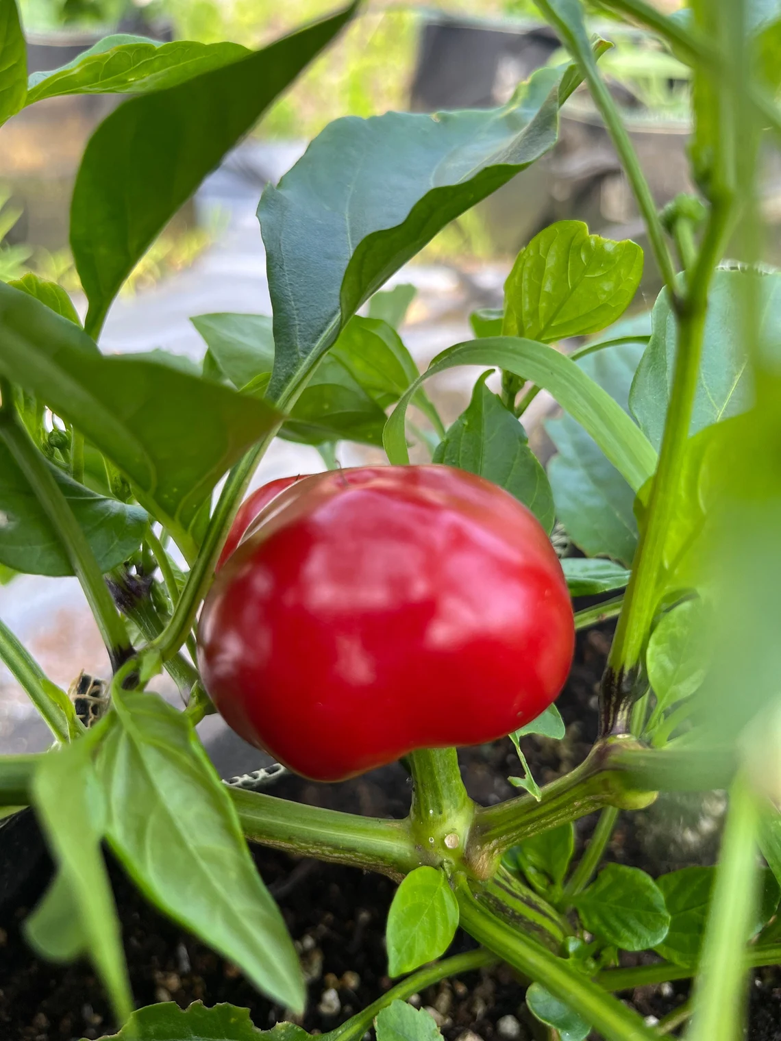 Cherry Round Calabrian Italian Picante Calabrese Spicy Pepper of ...