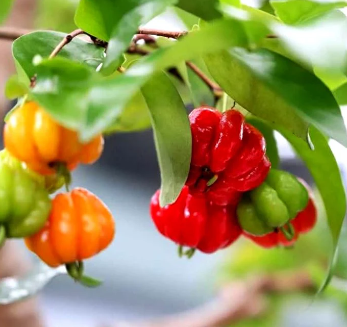 Cherry Surinam Tree Live for Planting, Sweet Cherry Fruit Plant, 5 to 8 ...