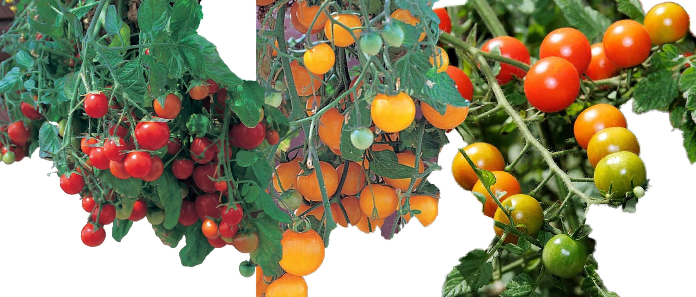 Cherry Tomato Plant Collection-2.5" Pots-Tumbling Tom Red & Yellow ...