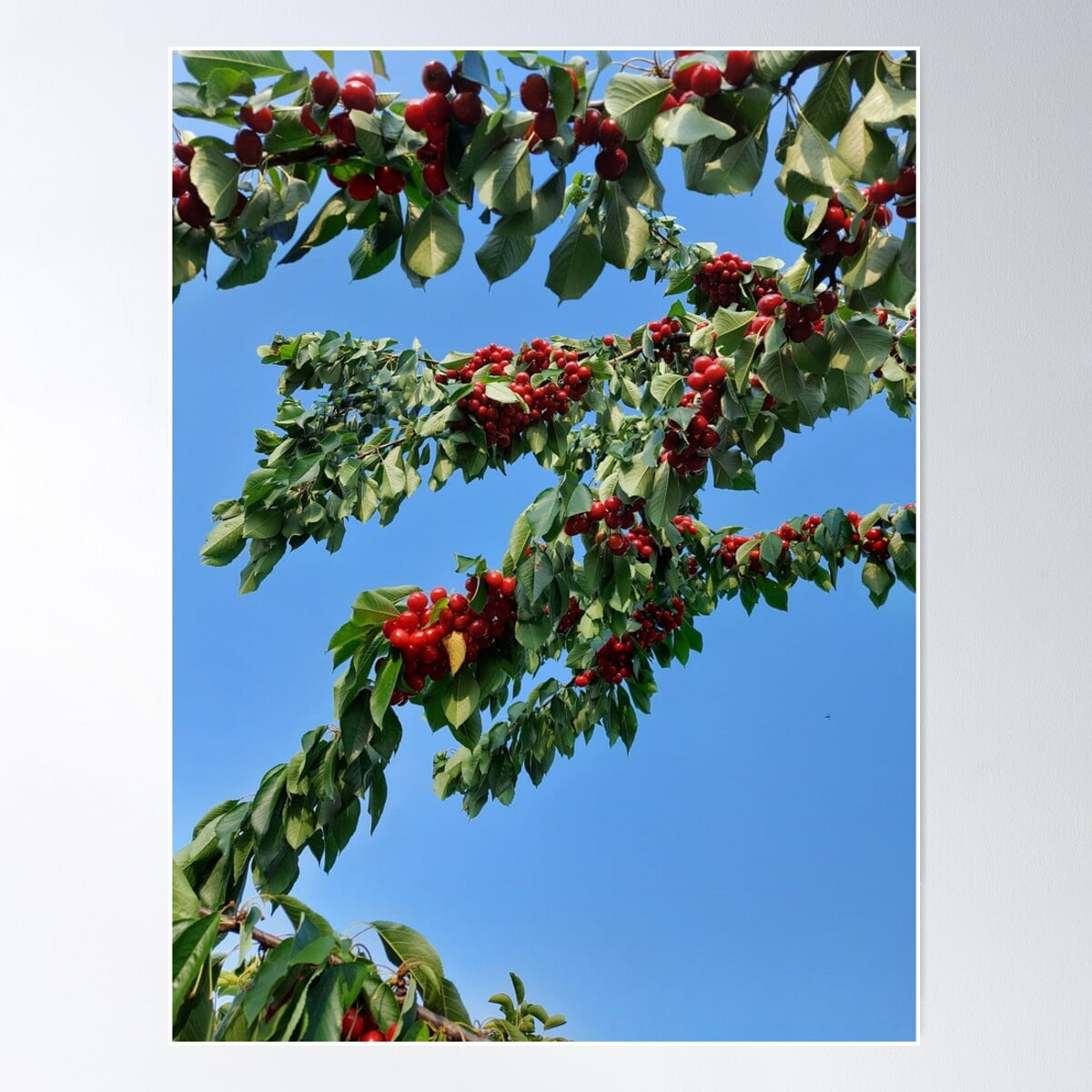 Cherry Tree Sky Red Green Blue Cherry Poster Wall Art, Modern Wall ...