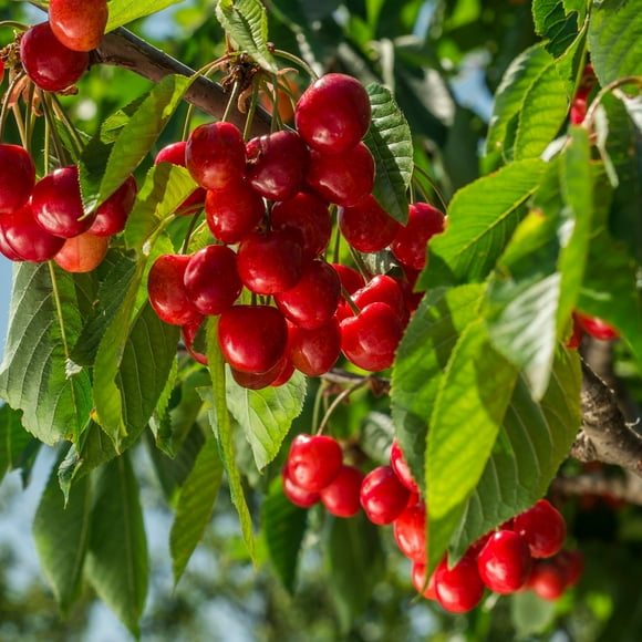 Container Cherry Tree