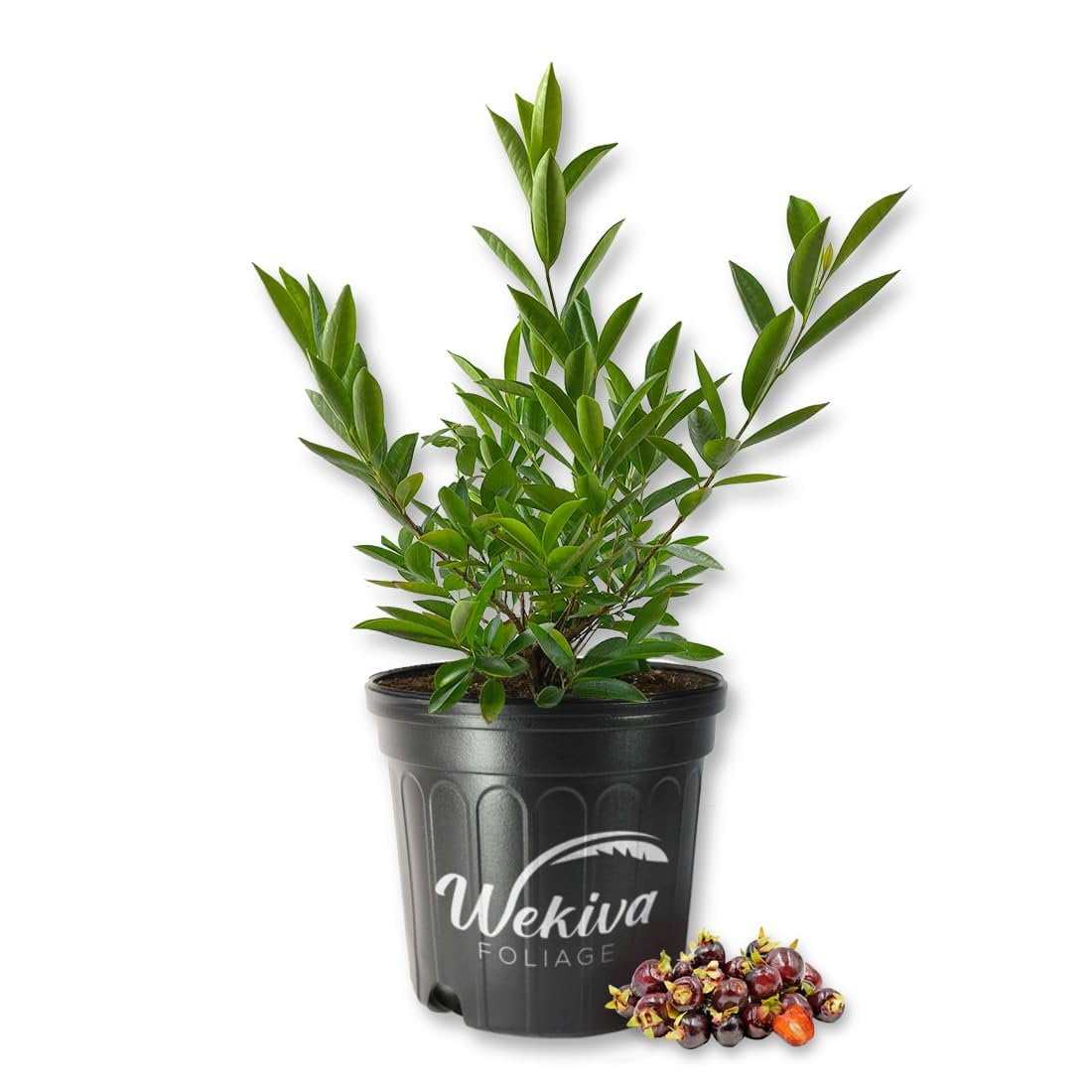 Cherry of The Rio Grande Tree - Live Plant in a 3 Gallon Growers Pot ...