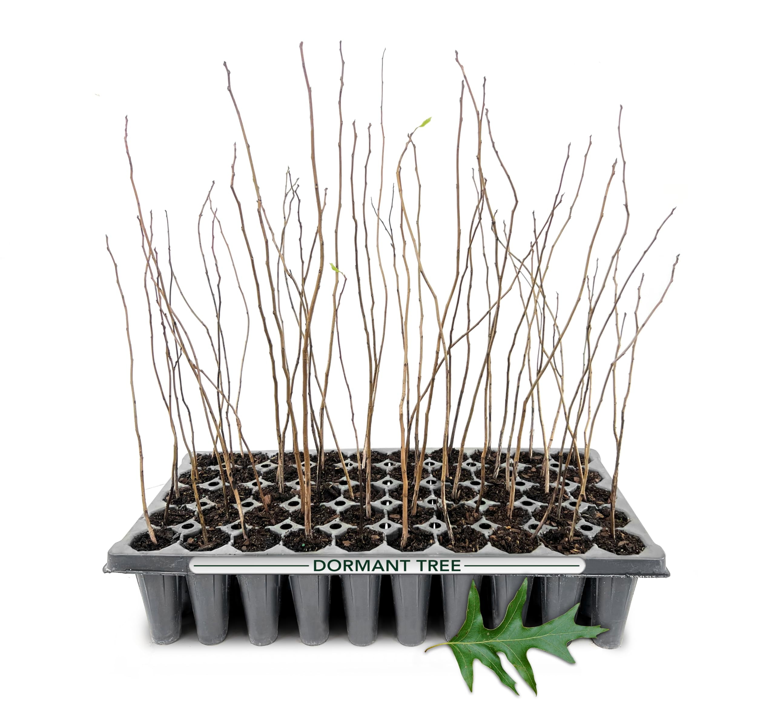 Cherrybark Oak Tree | 3 Live Plants | Quercus Pagoda | Fast-Growing ...