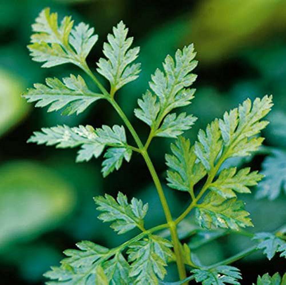 Chervil Great Garden Herb 400 Seeds By Seed Kingdom - Walmart.com