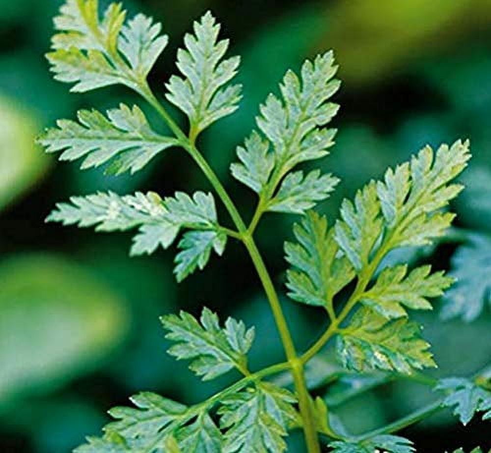 Chervil Great Garden Herb by Seed Kingdom Bulk 1/4 Seeds - Walmart.com