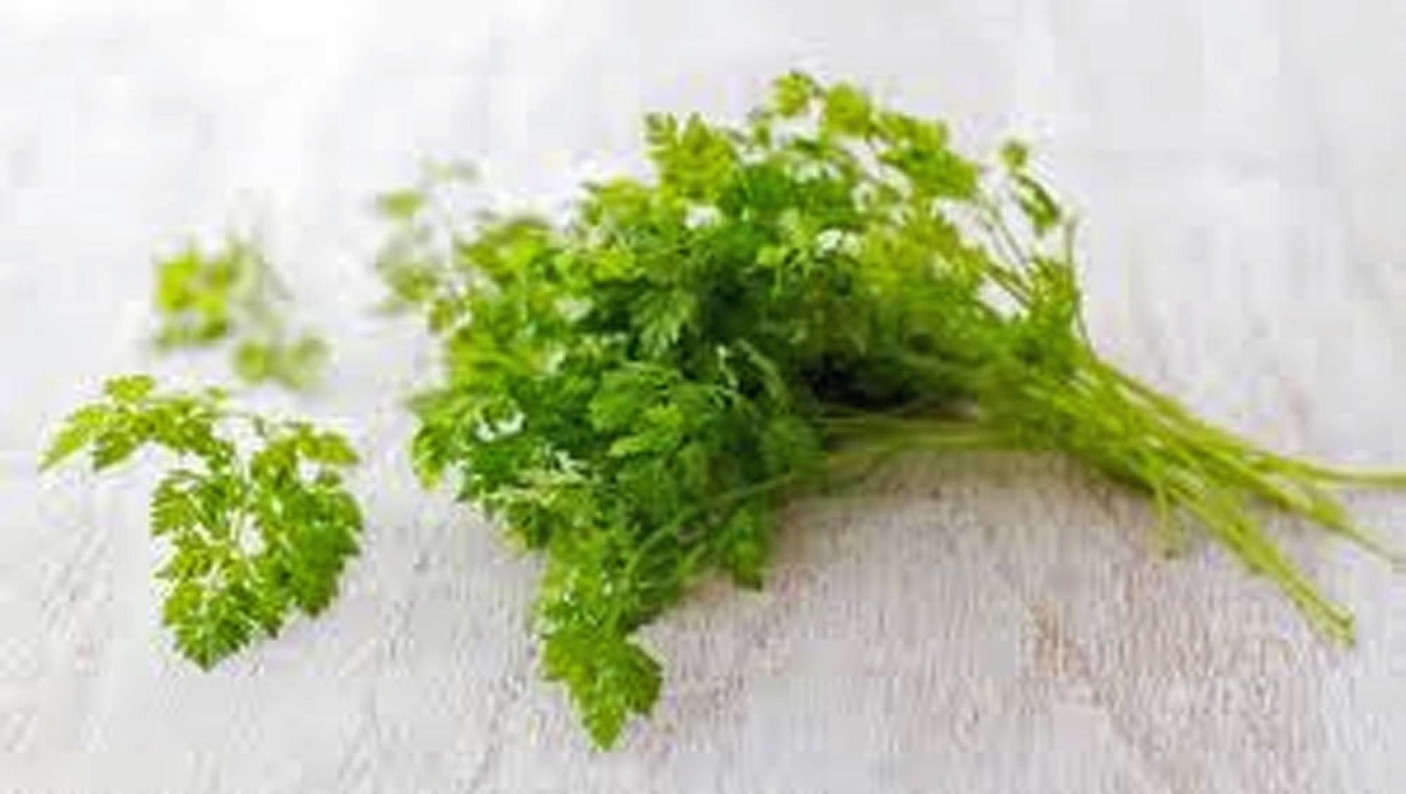 Chervil Seeds, Herb, 200 Seeds Non GMO, Use The herb Fresh to Flavor ...