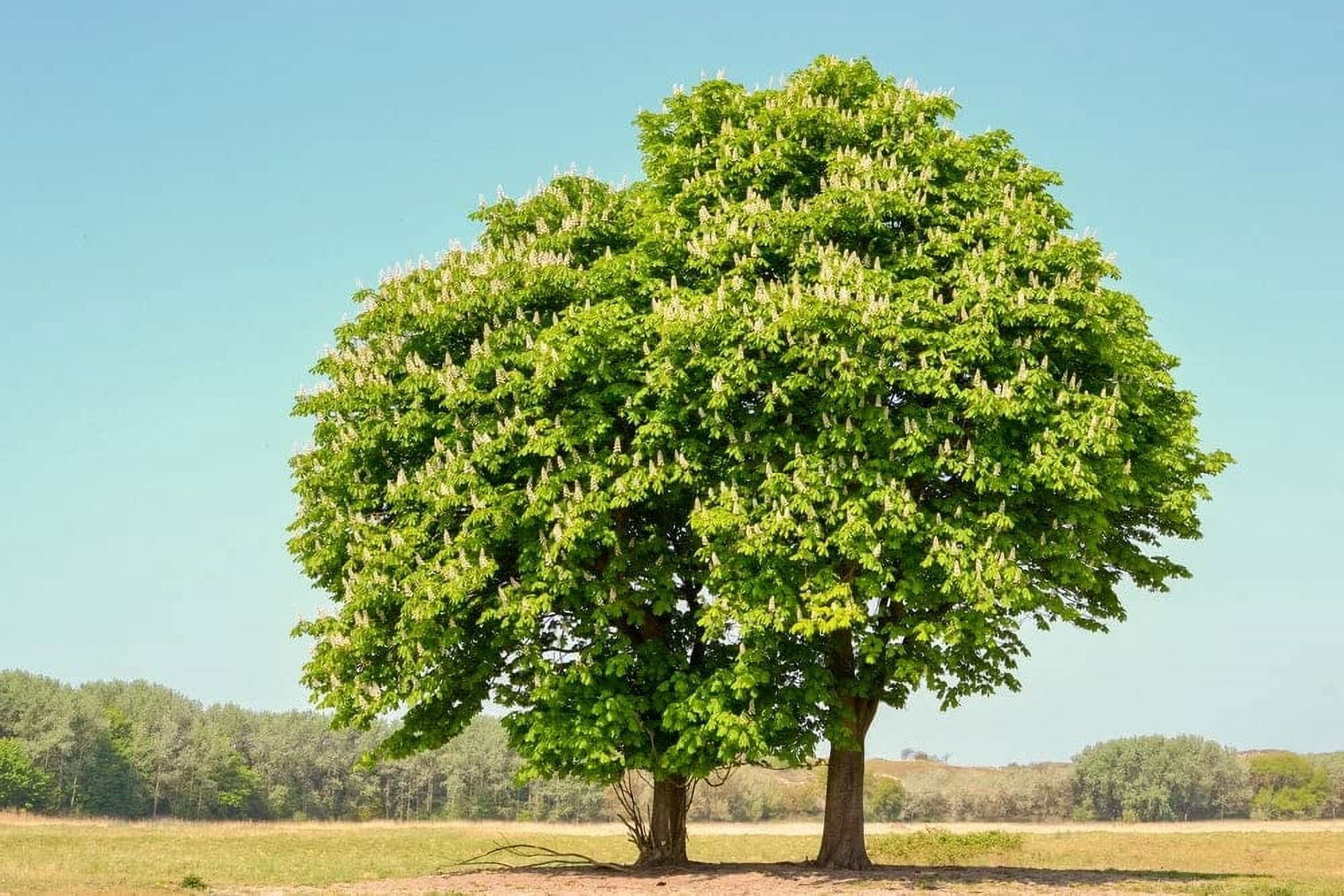 CZ Grain Chestnut Oak Live Tree - Walmart.com