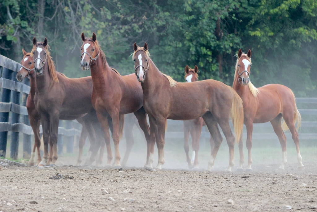 Chestnut Saddlebred Yearlings Photograph Poster Horse Pictures Wall ...