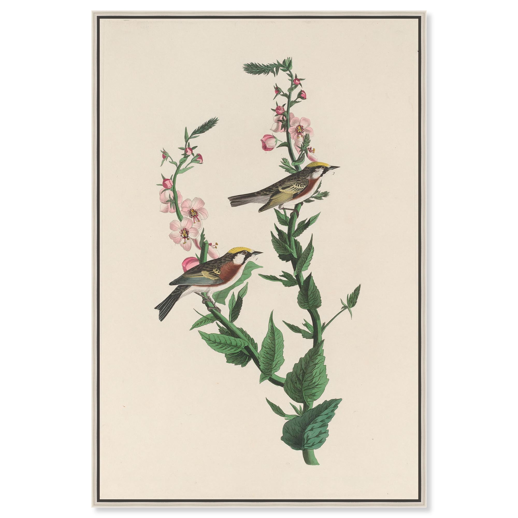 Chestnut Streak Canvas Print Botanical Art by Art Remedy, Silver Frame ...