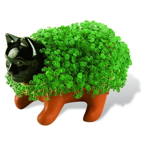 Chia Pets in As Seen on TV - Walmart.com