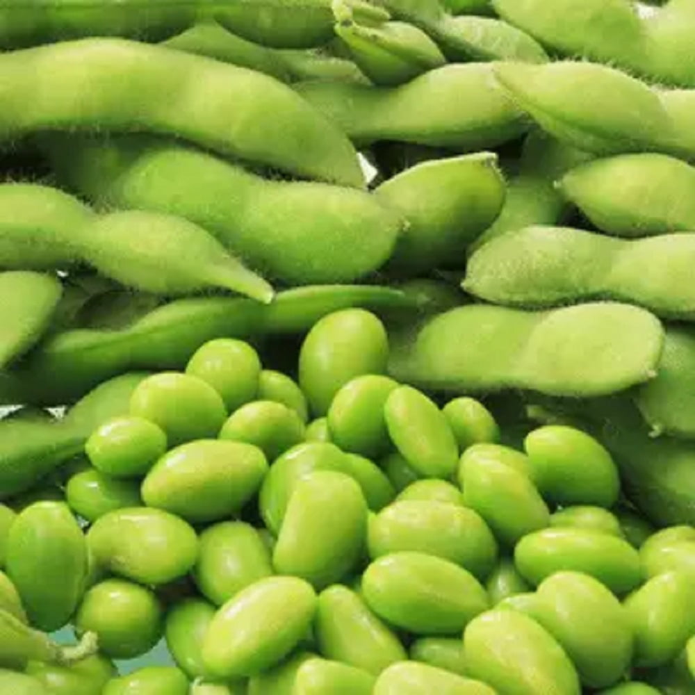 Chiba Edamame Soy Bean Seed - 100 Seeds Premium Japanese Soybean- Sweet ...