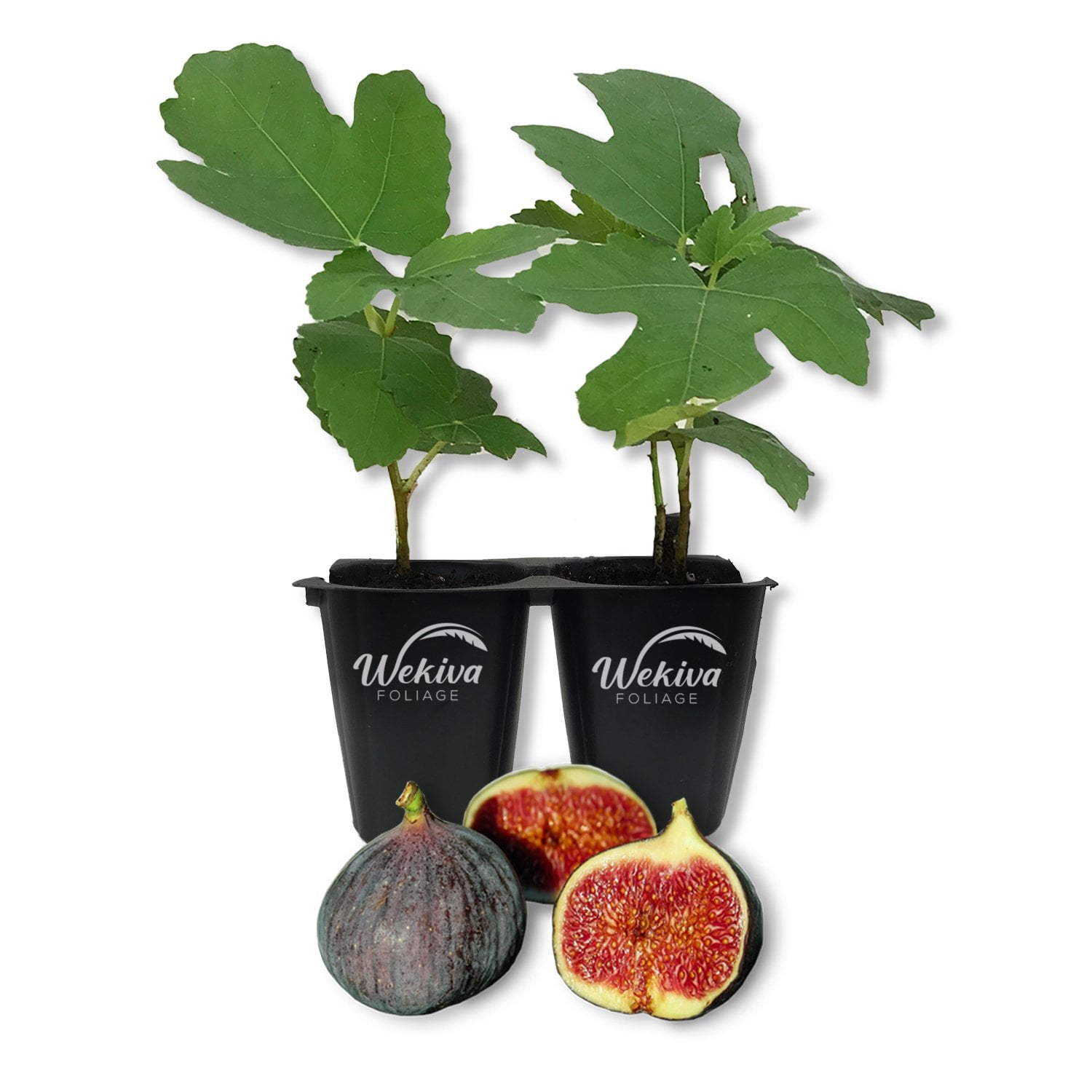 Chicago Hardy Fig Tree - 2 Live Tissue Culture Starter Plants - Ficus ...