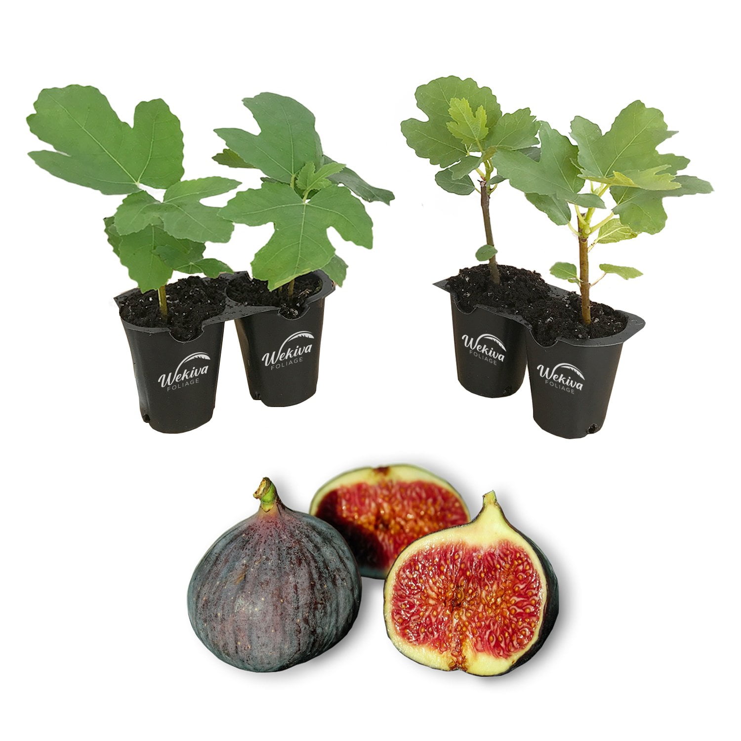 Chicago Hardy Fig Tree - 4 Live Starter Plants in 2 Inch Grower's Pot ...