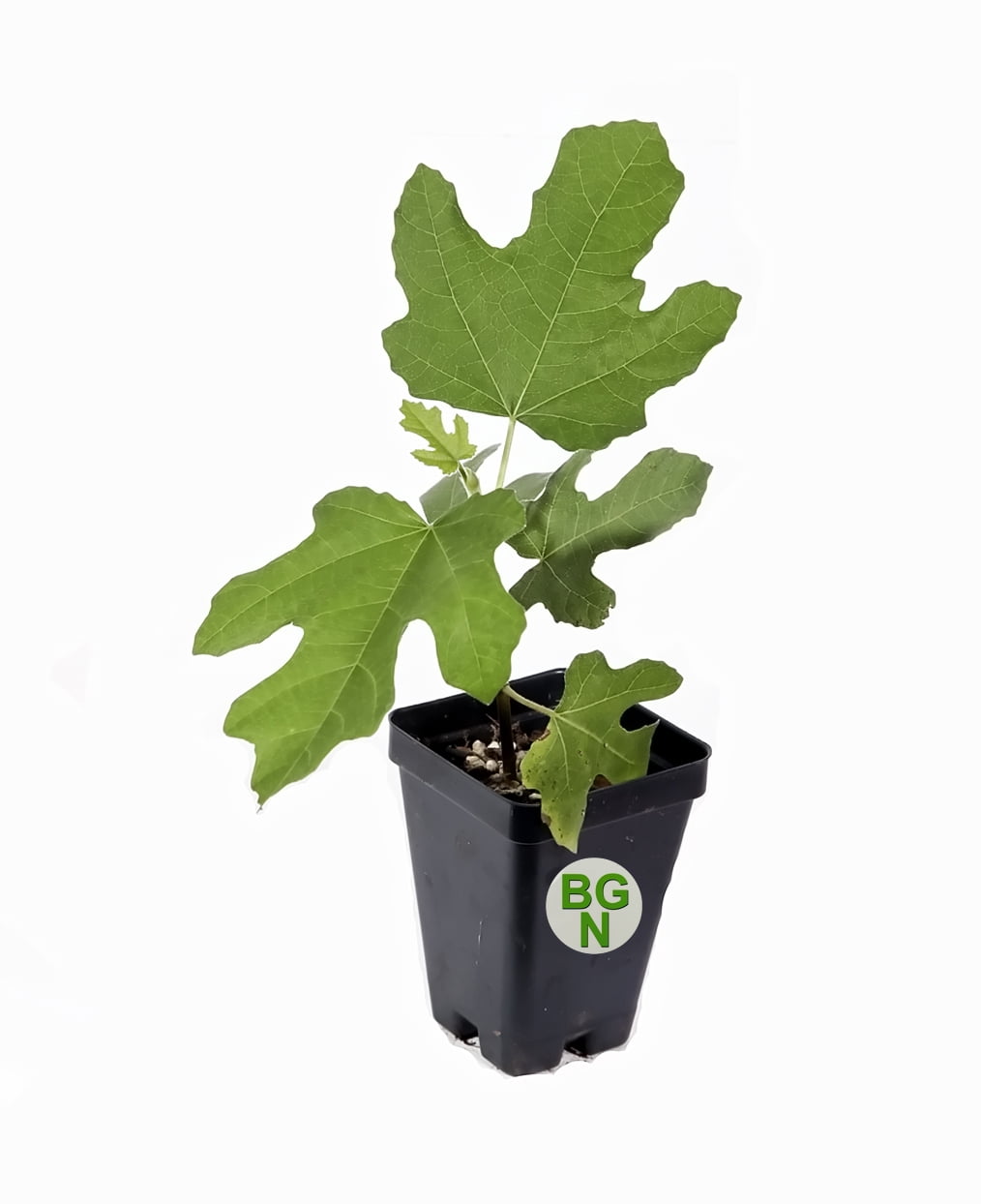 Chicago Hardy Fig Tree - Very Cold Hardy - Self Fertile - Live Plant ...