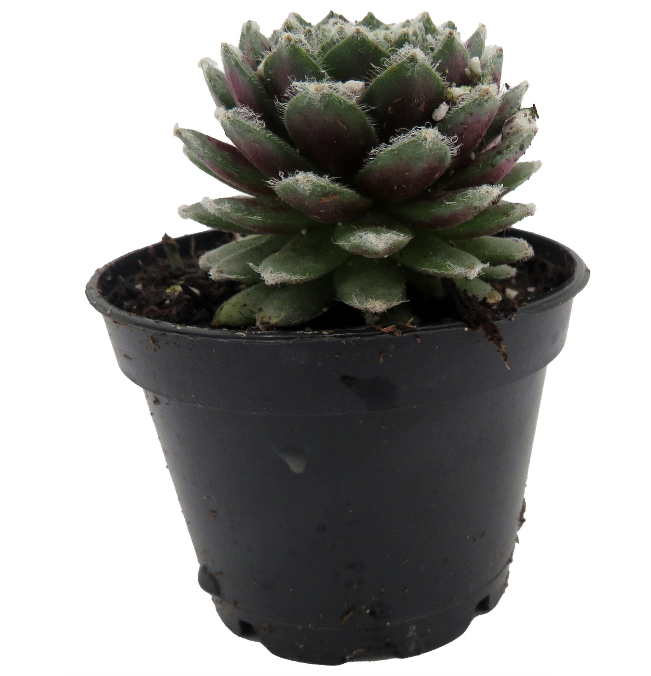 Chick Charmlettes® Nerdy Nelly - Sempervivum - 2" Pot - Walmart.com