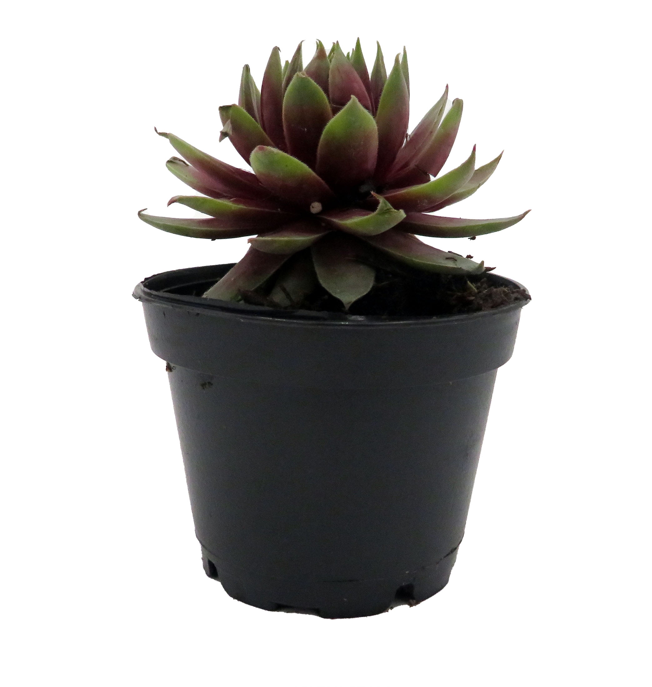 Chick Charmlettes® Rowdy Rudy - Sempervivum - 2" Pot - Walmart.com