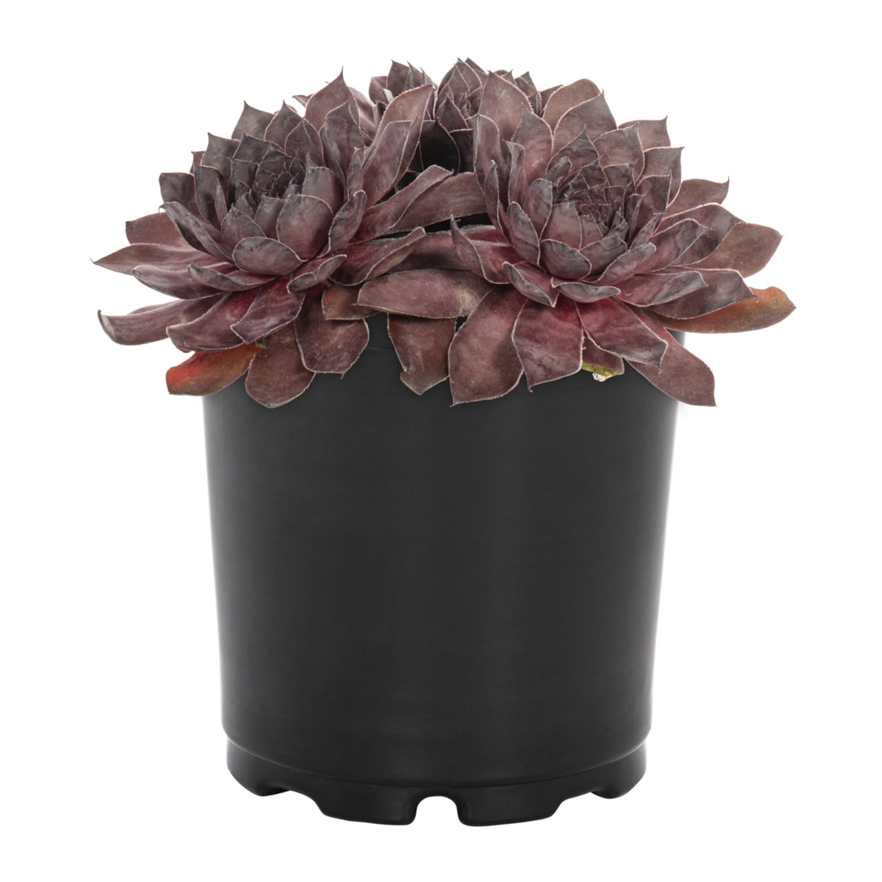 Chick Charms 2.5QT Sempervivum Maroon Mountain Perennial Plant Sun ...