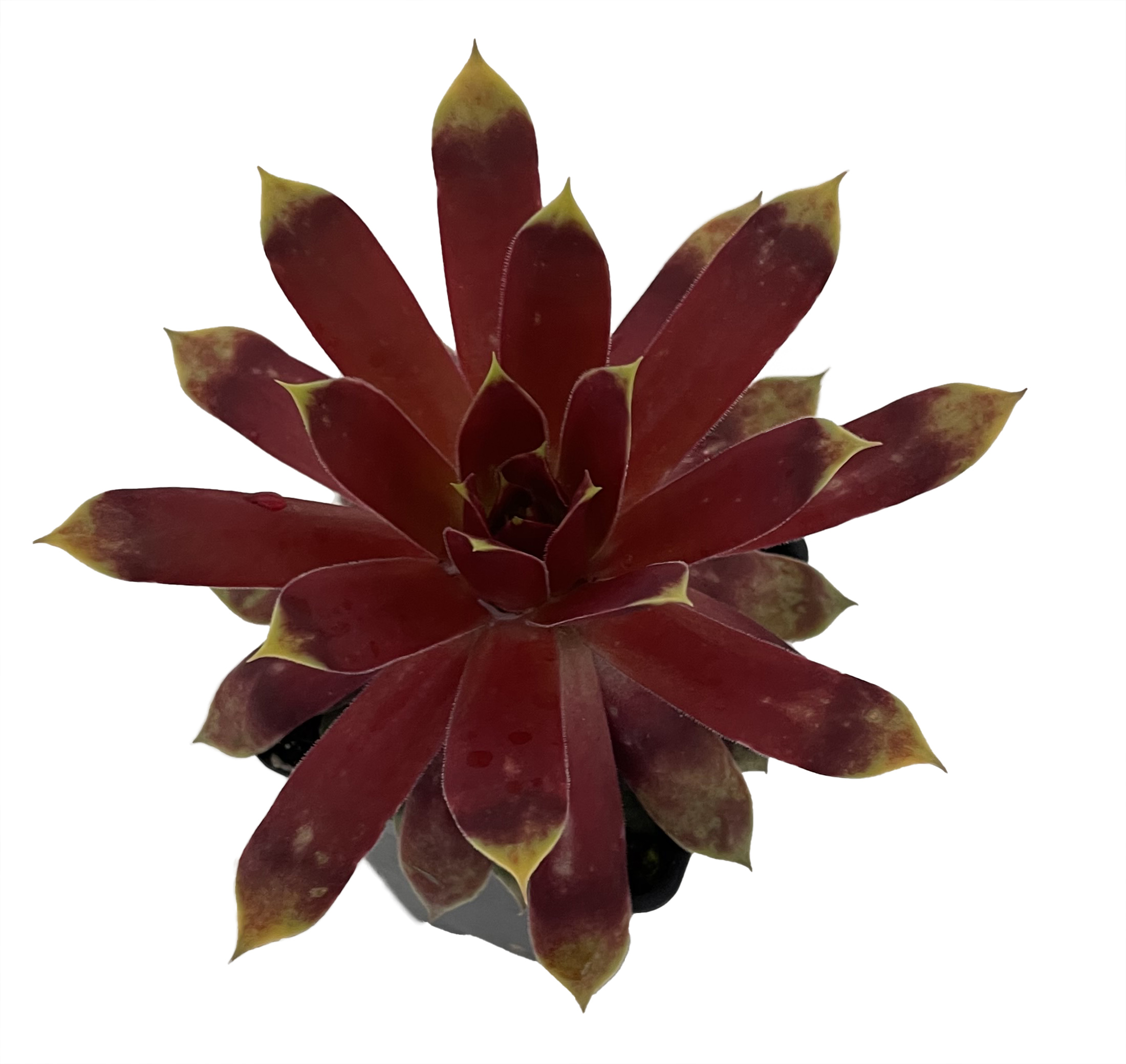 Gold Kudos Hummingbird Mint - Agastache - Anise Hyssop - Live Plant ...