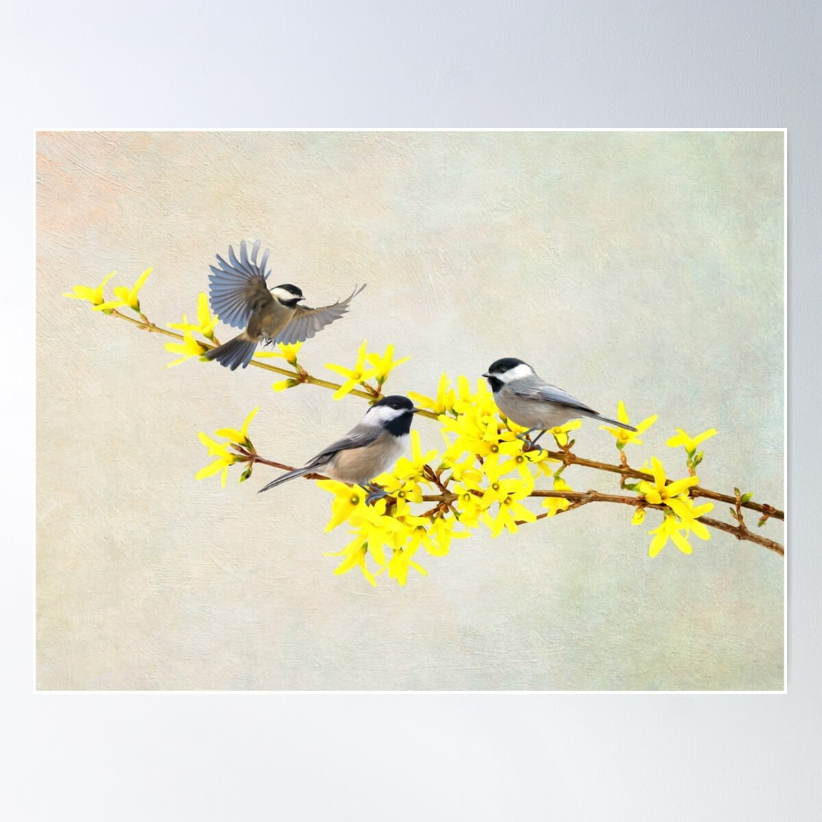 Chickadees And Forsythia Poster Wall Art, Modern Wall Decor For Living ...