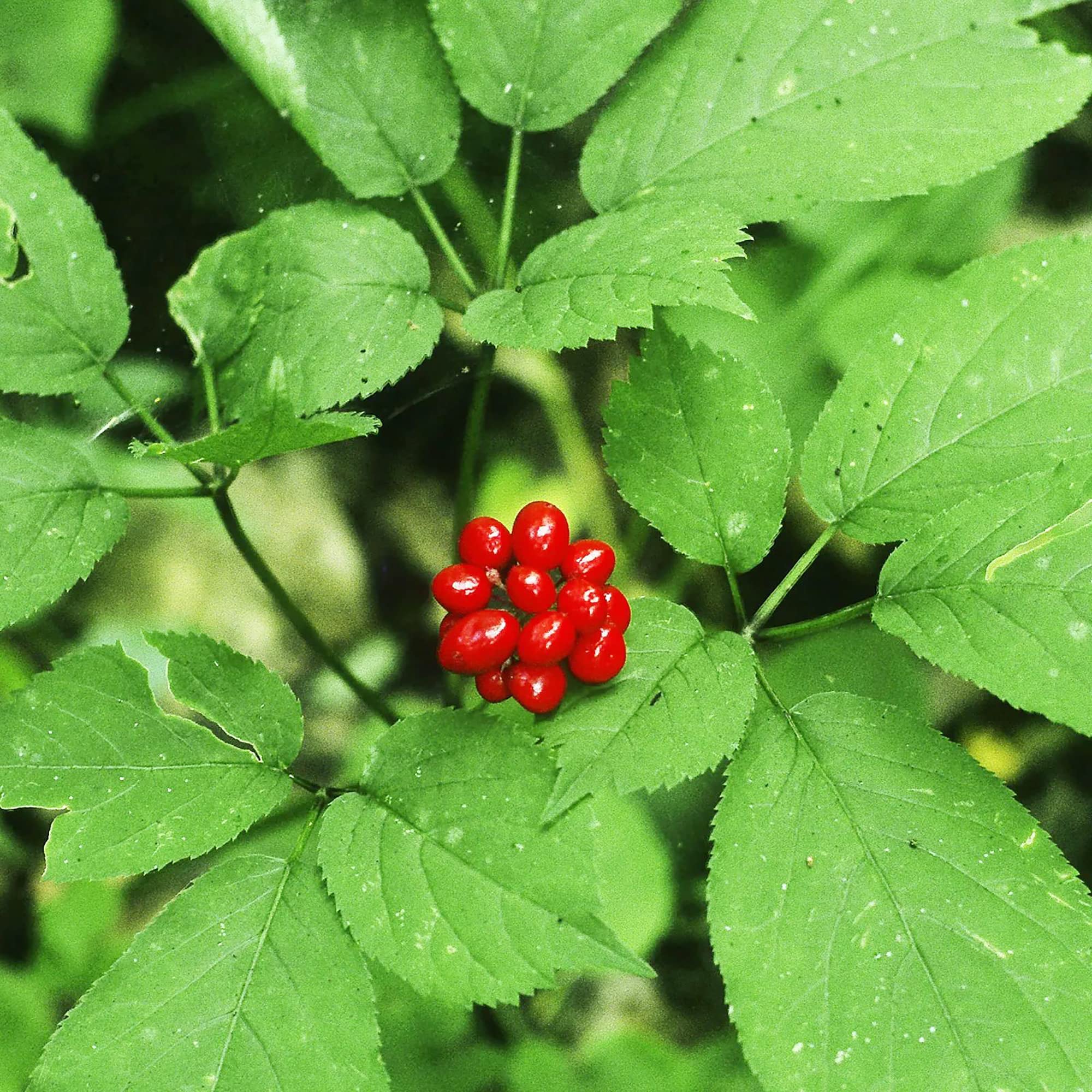 YEGAOL Garden 200Pcs FEV6 American Ginseng Seeds Panax Quinquefolius ...