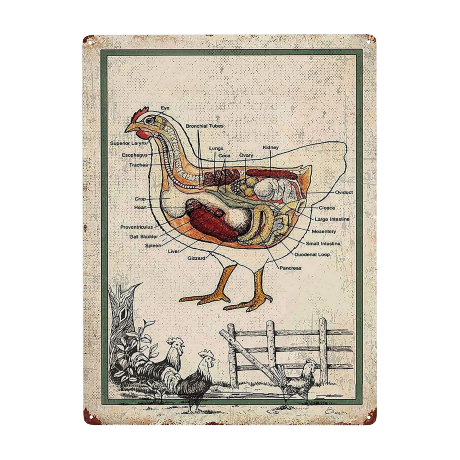 Chicken Anatomy Metal Signs Farm Decor Poultry Information Guide ...