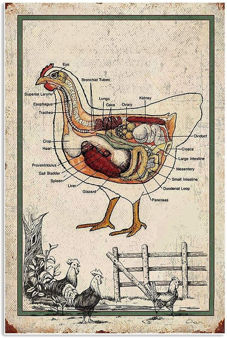 Chicken Anatomy Metal Signs Farm Decor Poultry Information Guide ...