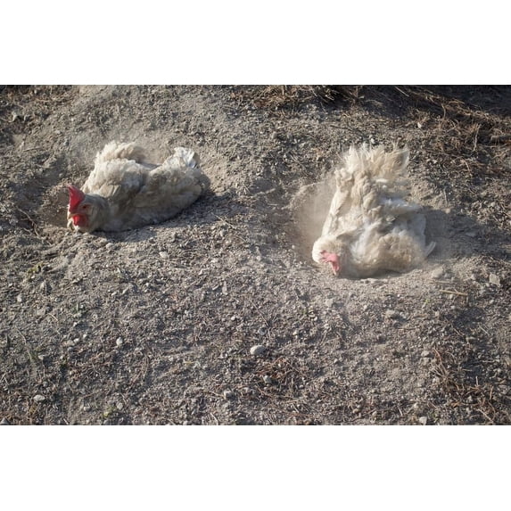 Chicken Bath - Wood Ash, Sand, Dust - for All Chickens - 1 Pound ...