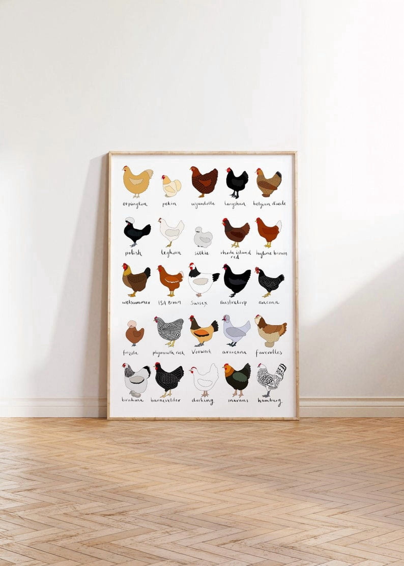 Chicken Breed Chart Art Print: Kids Farmhouse Illustration 16x24 ...