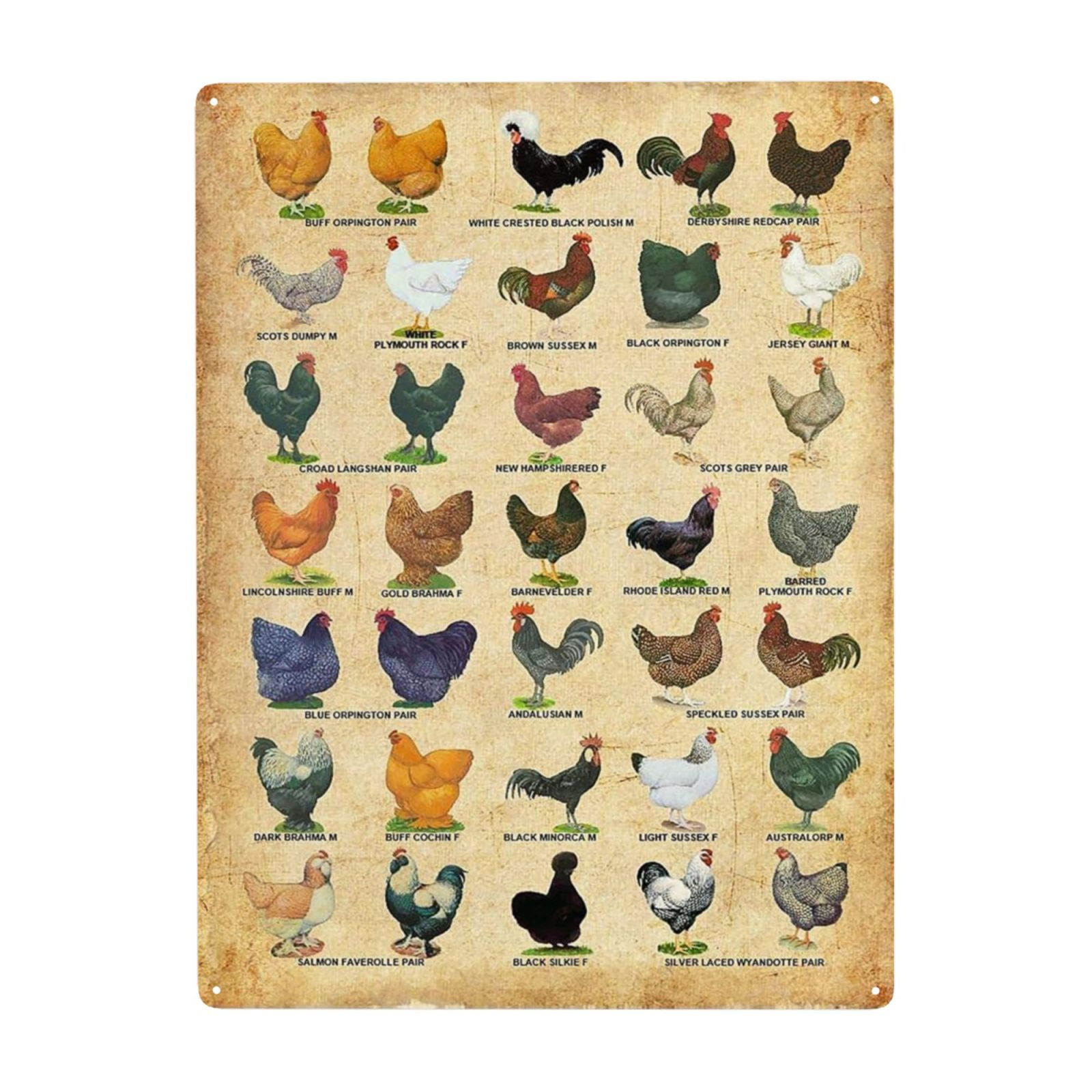 Chicken Breed Knowledge Poster Metal Tin Sign Home Decor Information ...