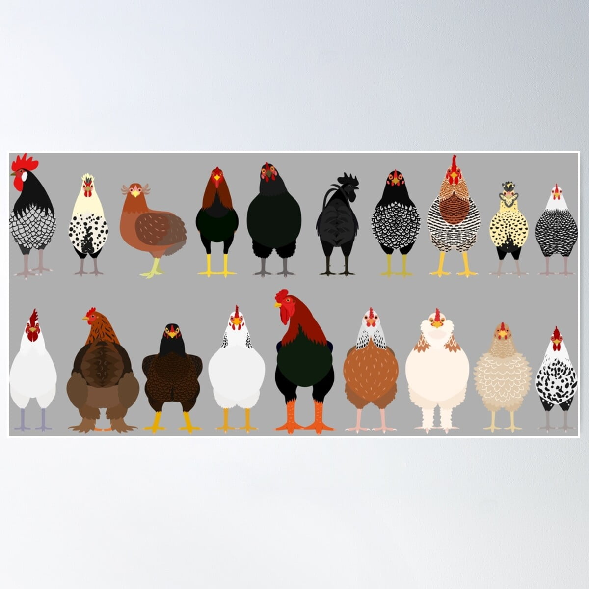 Chicken Breeds Poster Wall Art, Modern Wall Decor For Living Room ...