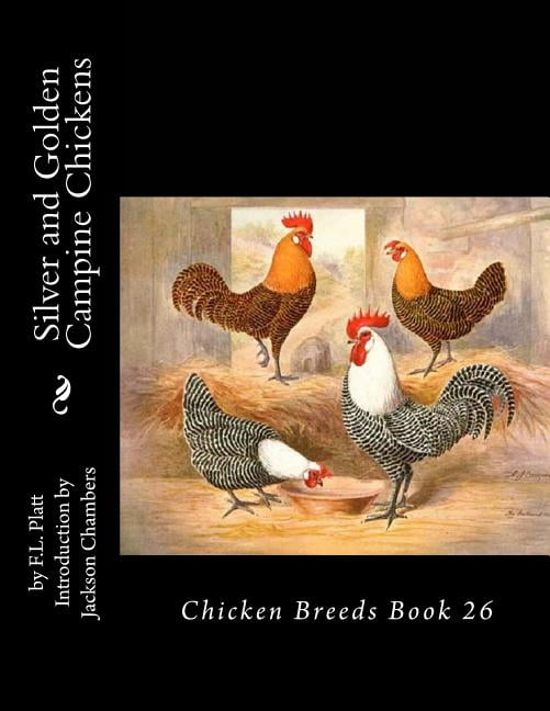Chicken Breeds: Silver and Golden Campine Chickens : Chicken Breeds ...