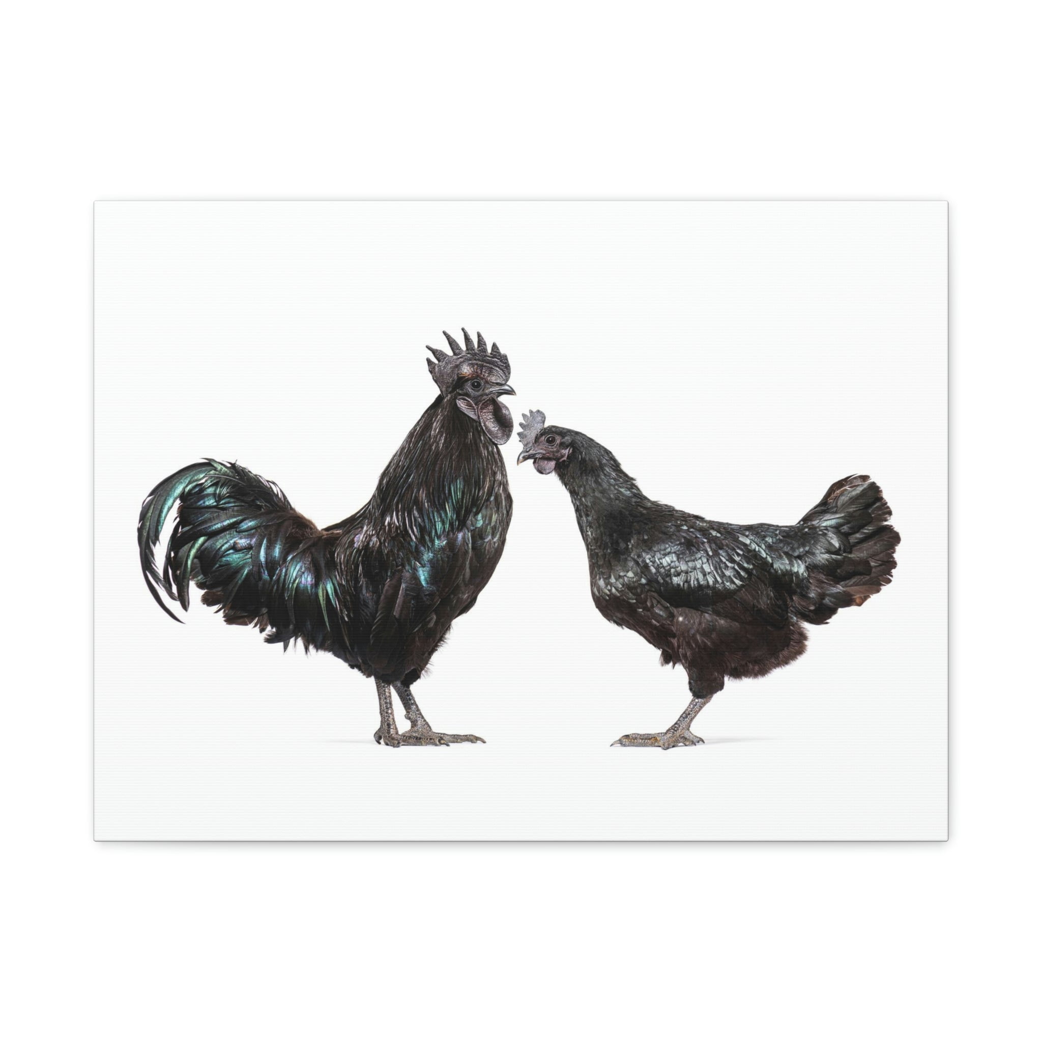 Chicken Couple Chicken Troop Print Animal Wall Art Wildlife Canvas ...