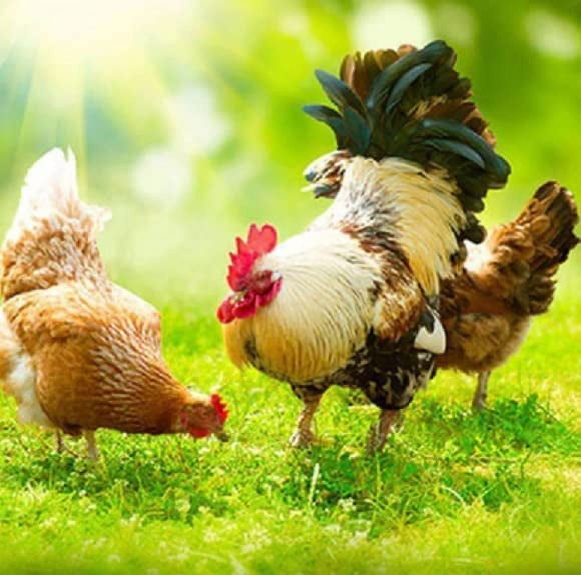 Chicken Forage Seed Mix - Better Eggs and Meat, Annual Ryegrass ...