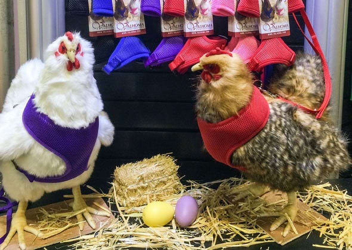 Chicken Harness (Take 'em for a walk!) - Walmart.com