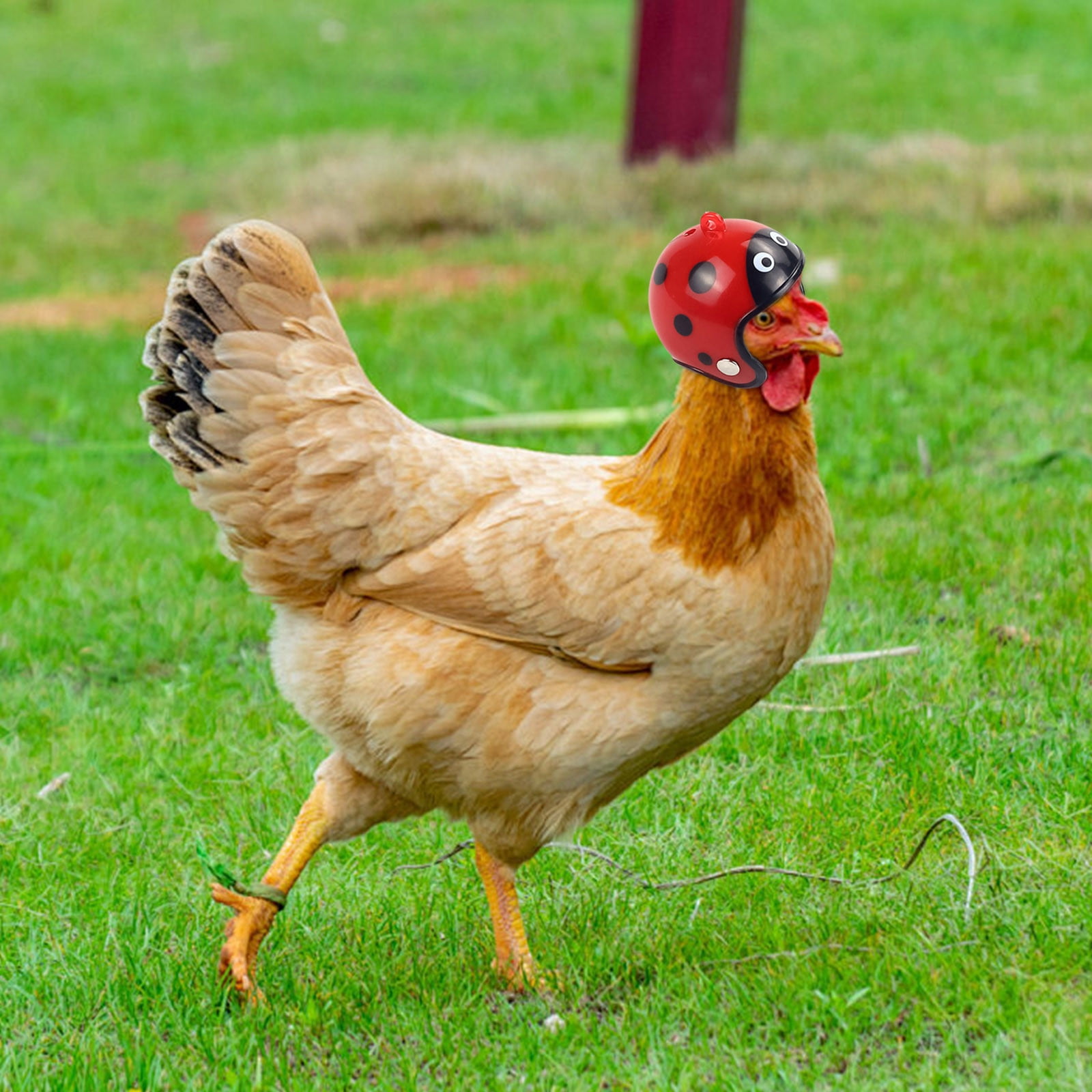 Chicken Head Protective Hat | Funny Adjustable Chicken Helmet | Chick ...