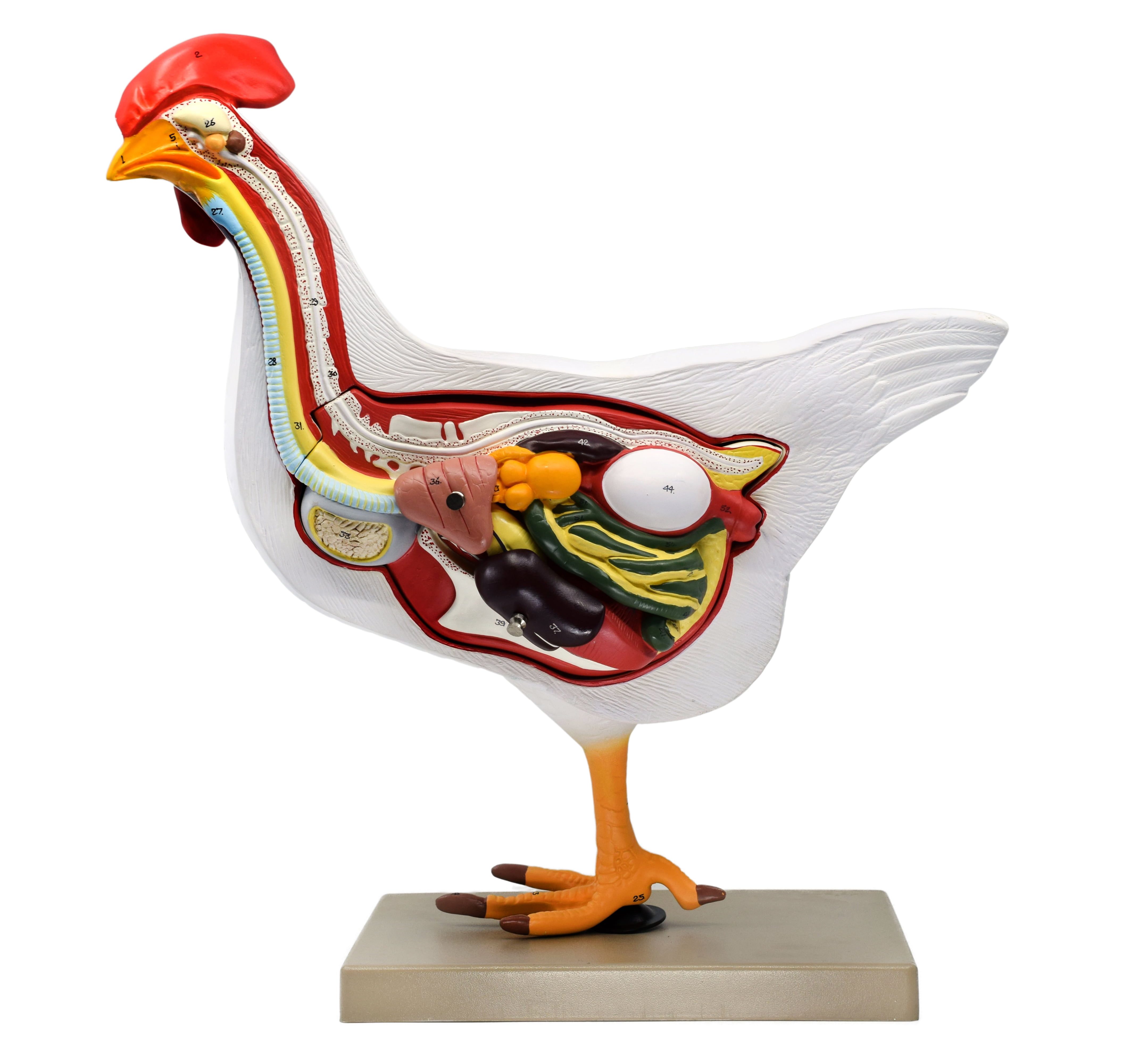 Chicken Hen Anatomy Model, 6 Parts - Life Size Cross Section - Hand ...