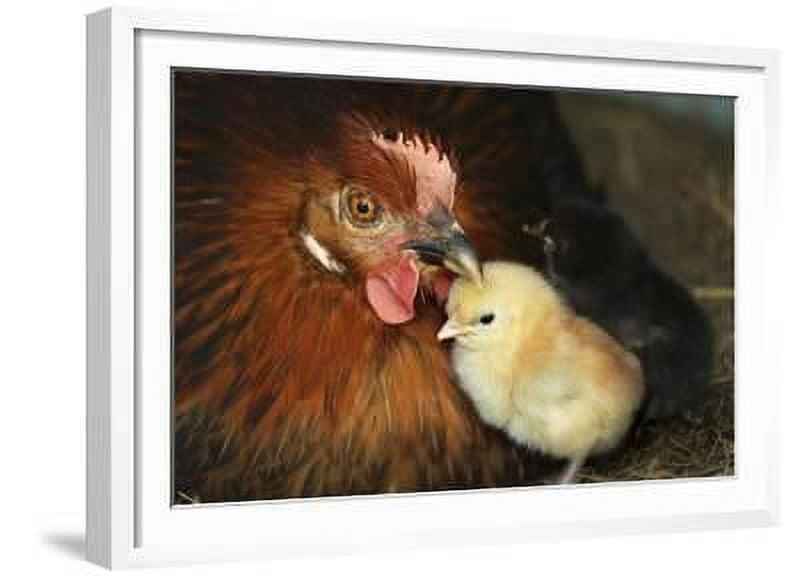 Chicken Hen with Chicks, Animals Scenic Framed Art Print Wall Art Sold ...